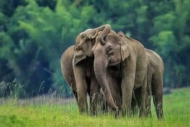 Private Jeep Safari at Minneriya National Park - FAQ