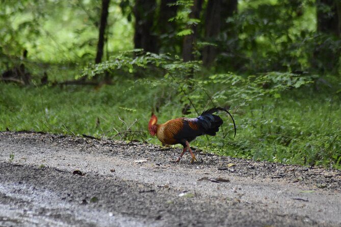Private Jeep Safari at Minneriya National Park - Half Day Tour - Key Points