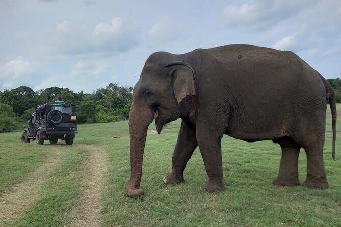 Private Jeep Safari at Minneriya National Park to Visit Elephants - Who Will Love This Safari?