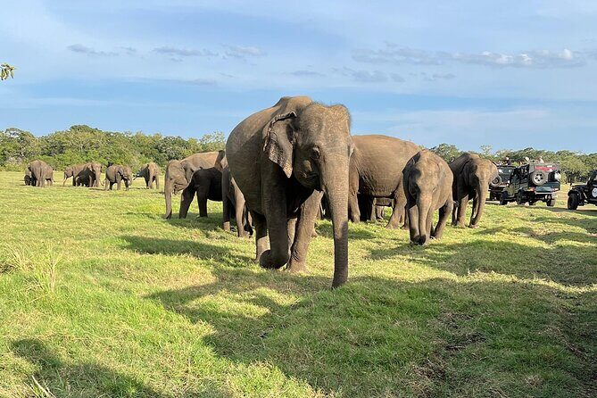Private Jeep Safari at Minneriya National Parks - Discovering Sri Lanka’s Wildlife: A Detailed Look at the Private Jeep Safari at Minneriya National Parks