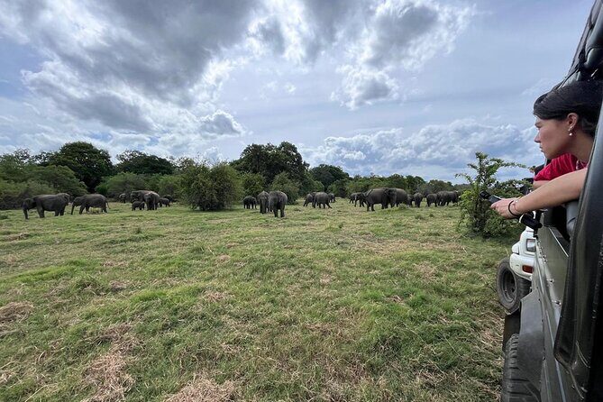 Private Jeep Safari at Minneriya National Parks - The Sum Up: Is This Tour Right for You?
