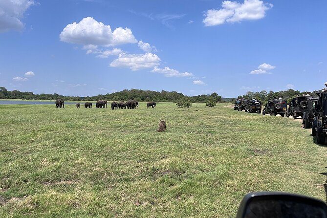 Private Jeep Safari at Minneriya National Parks - Final Words