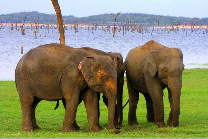 Private Jeep Safari to Kaudulla National Park - Exploring the Tour: What to Expect