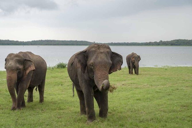 Private Jeep Safari to Kaudulla National Park - The Sum Up