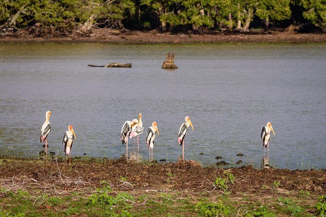 Private Jeep Safari tour at Wilpattu National Park from Sigiriya or Dambulla - An In-Depth Look at the Wilpattu Safari Tour