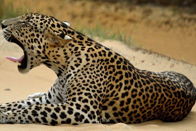 Private Jeep Safari tour at Wilpattu National Park from Sigiriya or Dambulla - FAQs