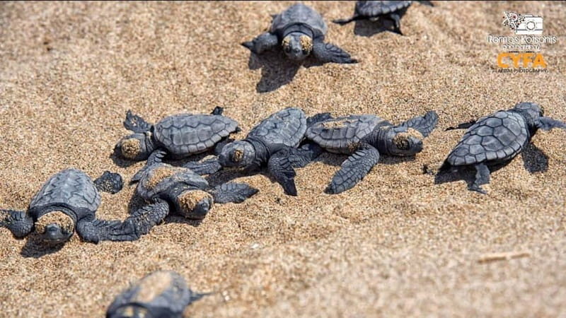 Private Jeep Safari Turtle Adventure & Adonis Waterfalls - Key Points