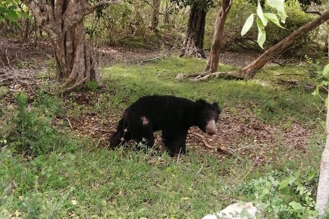 Private Jeep Safaris Tour in Yala National Park - An In-Depth Look at the Safari Experience