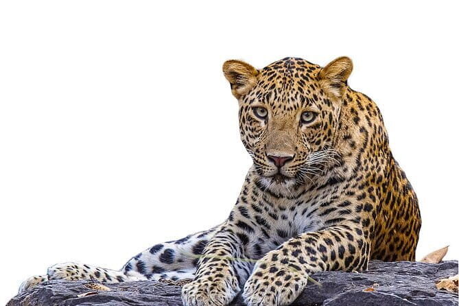Private Jeep Safaris Tour in Yala National Park - The Experience: From Start to Finish