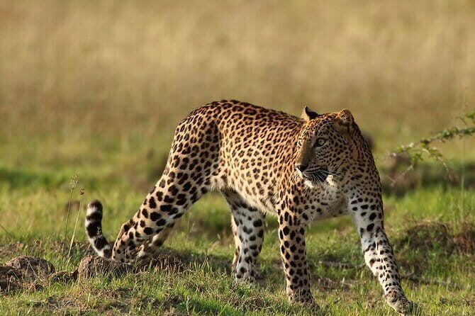 Private Jeep Safaris Tour in Yala National Park - The Practical Details