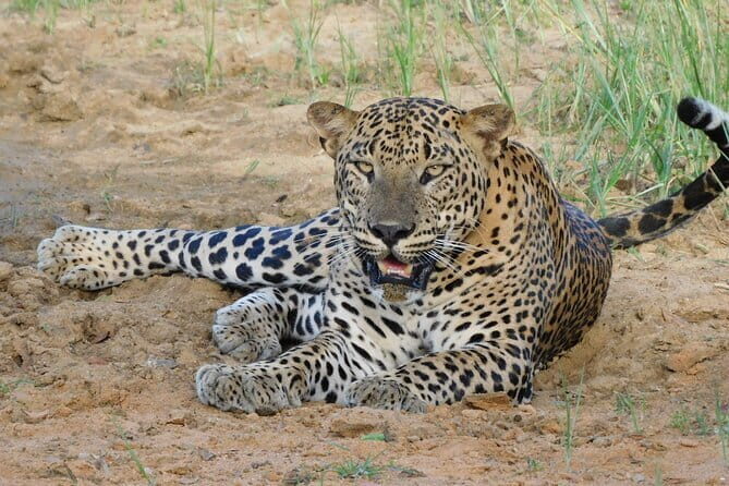 Private Jeep Safaris Tour in Yala National Park - Authentic Perspectives from Reviewers