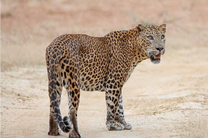 Private Jeep Safaris Tour in Yala National Park - Who Is This Tour Best For?