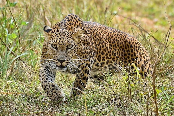 Private Jeep Safaris Tour in Yala National Park - FAQ