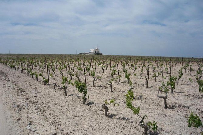 Private Jerez Winery and Jerez Brandy Experience from Seville Hotel pick up - Final Thoughts: Is This Tour Worth It?