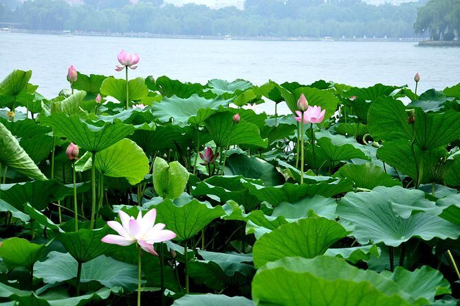 Private Jinan City Tour including Baotu Spring Park, Daming Lake and More - Introduction