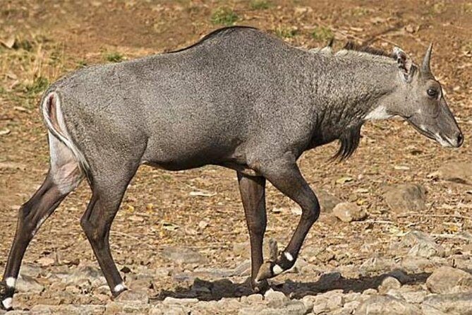 Private Jodhpur City Tour With Village Safari - An In-Depth Look at the Jodhpur Experience