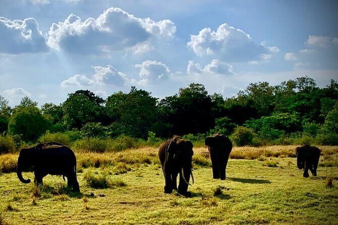 Private Journey to Sigiriya Majestic Rock Fortress from Colombo - The Journey Begins: From Colombo to Sigiriya