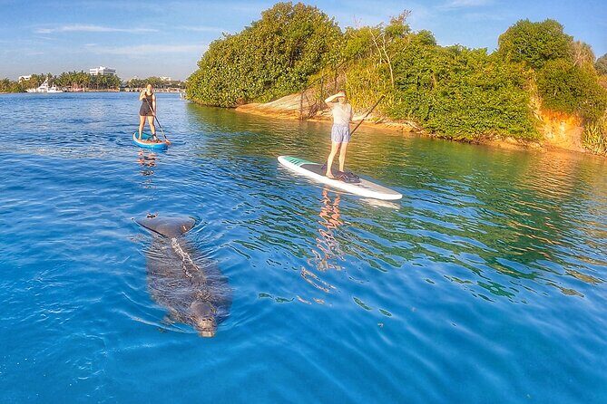 Private Jupiter Island Guided Paddle Boarding Tour - The Sum Up