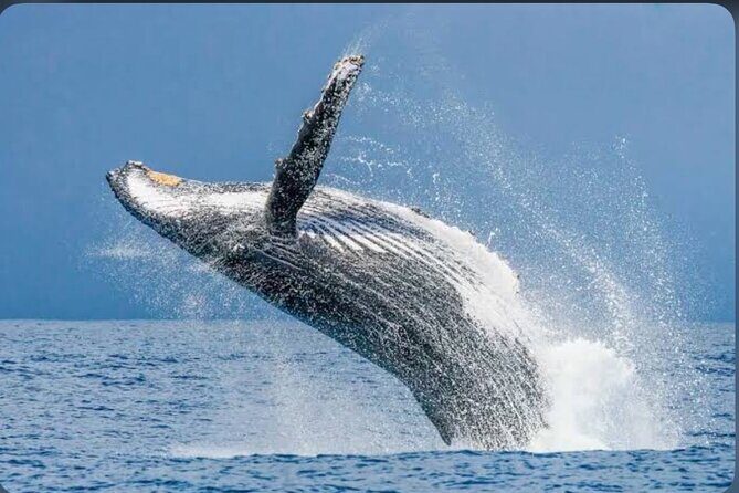 Private Kaikoura Whale Watching Day Trip From Christchurch - The Itinerary in Detail