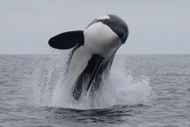 Private Kaikoura Whale Watching Day Trip From Christchurch - Who Should Consider This Tour?