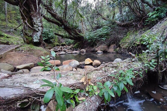 Private Kaitoke Hot Springs Soak and Walk Tour in Great Barrier - Is It Worth the Price?