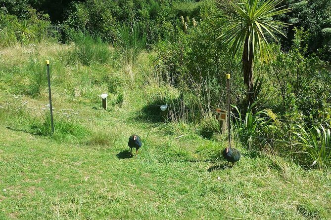 Private Kapiti Coast Full Day Tour - The Sum Up