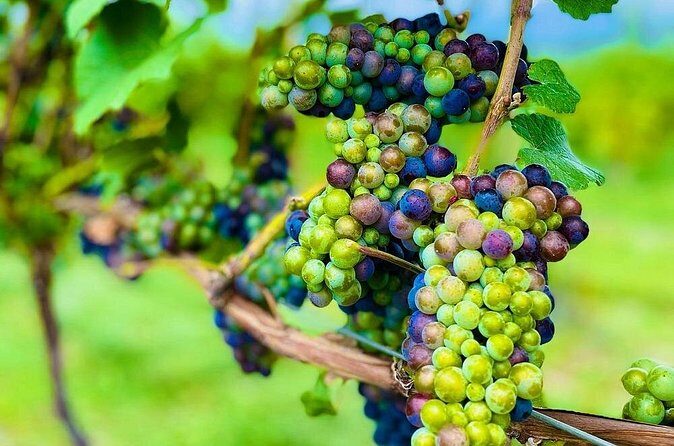 Private Kelowna Sip Tour - FAQs