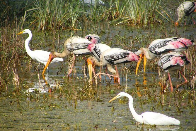 Private Keoladeo National Park Tour sightseeing - All Inclusive - Why This Tour Stands Out