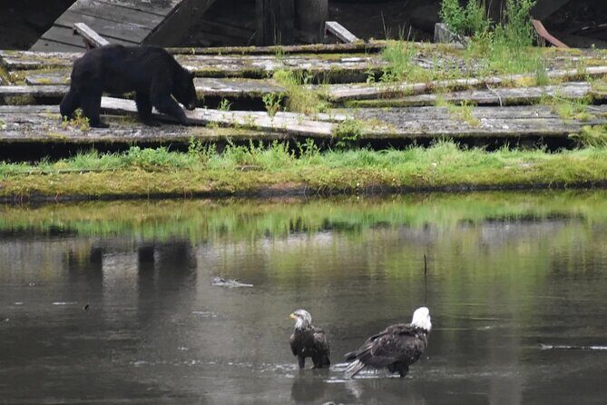 Private Ketchikan City Totems & Wildlife Van Tour - Deep Dive into the Ketchikan Tour Experience