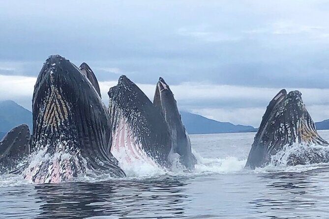 Private Ketchikan Wildlife and Sightseeing Tour - Who This Tour Is Best For