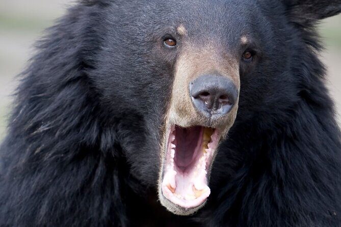 Private Ketchikan Wildlife and Sightseeing Tour - Frequently Asked Questions