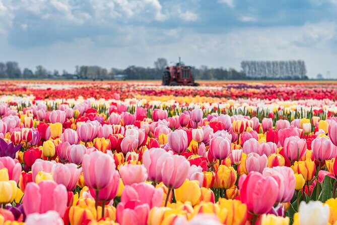 Private Keukenhof Gardens and Tulip Fields Tour from Amsterdam - The Rich Colors of Tulip Fields and Keukenhof’s Gardens