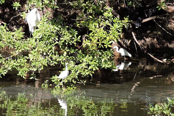Private Key West National Wildlife Refuge Eco Trip - The Sum Up