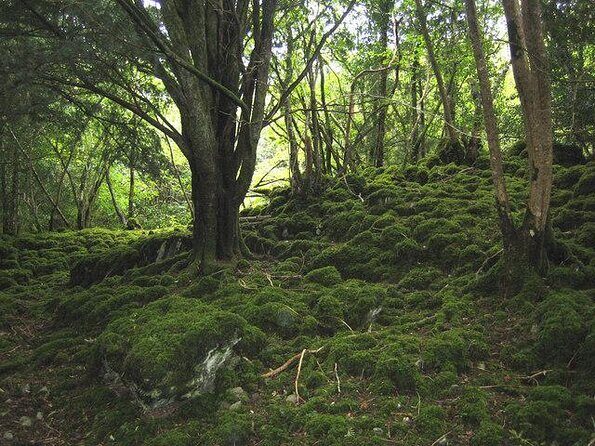 Private Killarney National Park Tour with an accredited chauffeur/guide - Introduction