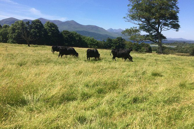 Private Killarney National Park Tour with an accredited chauffeur/guide - Practical Aspects: What Makes This Tour Stand Out