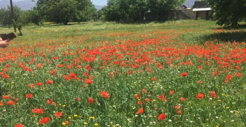Private-Knossos Palace-Zeus Cave-Villages-Olive Oil Factory - What Travelers Are Saying