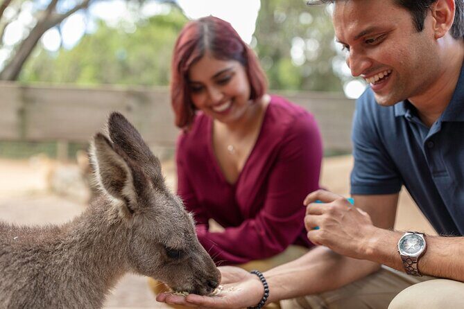 Private Koala Park Sanctuary Minivan Tour Sydney - Who Would Appreciate This Tour?