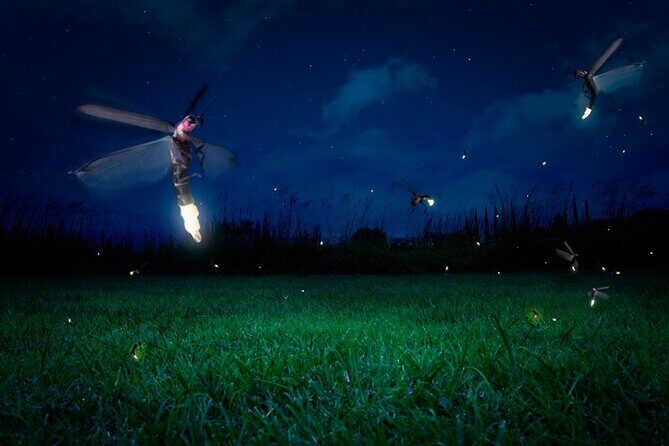 Private Kuala Selangor Firefly Day Trip from Kuala Lumpur - FAQ: Your Practical Questions Answered