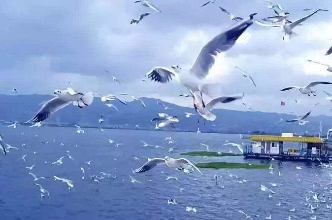 Private Kunming Night Tour with Dynamic Yunnan Show - Who Will Love This Tour?