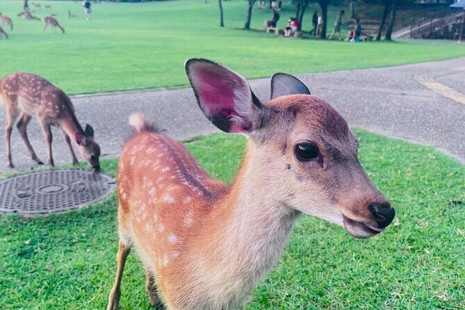 Private Kyoto Nara Customized Day Tour With English Guide & Veh - An In-Depth Look at the Experience