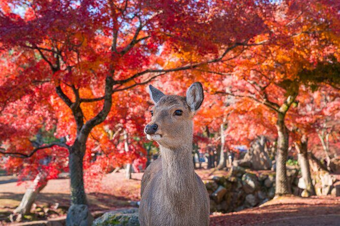 Private Kyoto Nara Tour by Car with Deer, Buddha and More - Transport and Flexibility