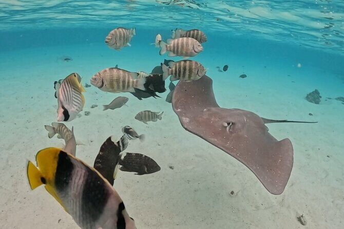 Private Lagoon Exploration and Snorkeling in Moorea - Exploring Moorea’s Lagoon: What You and Your Group Can Expect