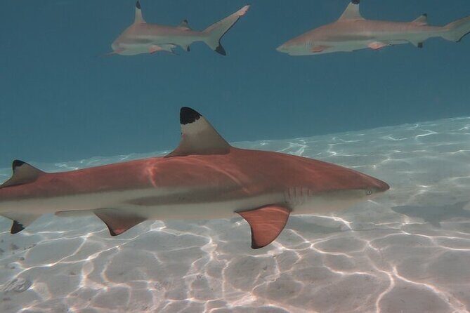 Private lagoon tour (rays, sharks, turtles) by boat in Moorea - Who Will Love This Tour?