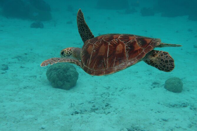 Private lagoon tour (rays, sharks, turtles) by boat in Moorea - Final Thoughts