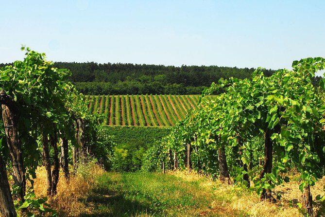 Private Lake Balaton Experience with an unforgettable Wine Tasting - Why Choose This Lake Balaton Experience?