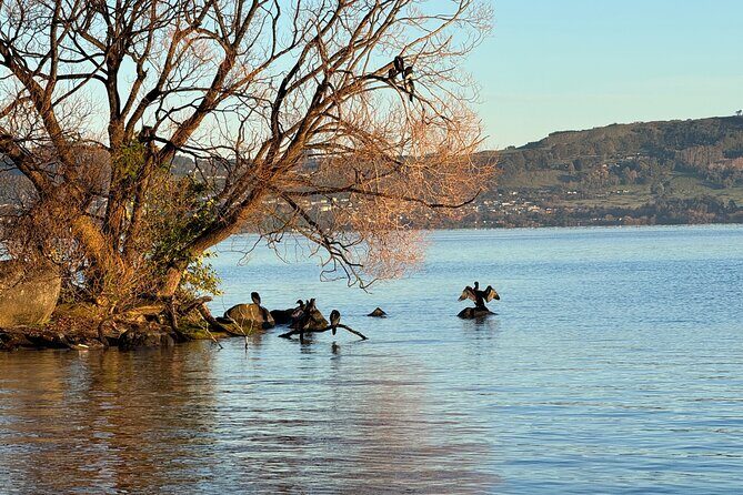 Private Lake Taupo Tour - Auckland Tour House - Exploring the Heart of North Island: What the Tour Offers