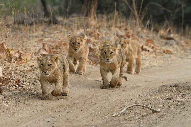 Private Lion Safari in the Gir National Park in Gujarat - Practical Tips for Your Trip