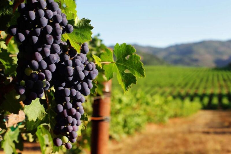 Private Lisbon Arrábida Wine Tour: Culture, Scenery & Wines - The Itinerary: Step-by-Step