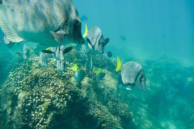 Private Los Cabos snorkeling tour to Chileno bay and Santa Maria cove - Concluding Thoughts
