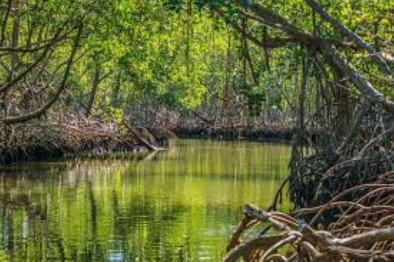 Private: Los Haitises & Caño Hondo Natural Pool Experience - Discovering Los Haitises: Why This Tour Stands Out